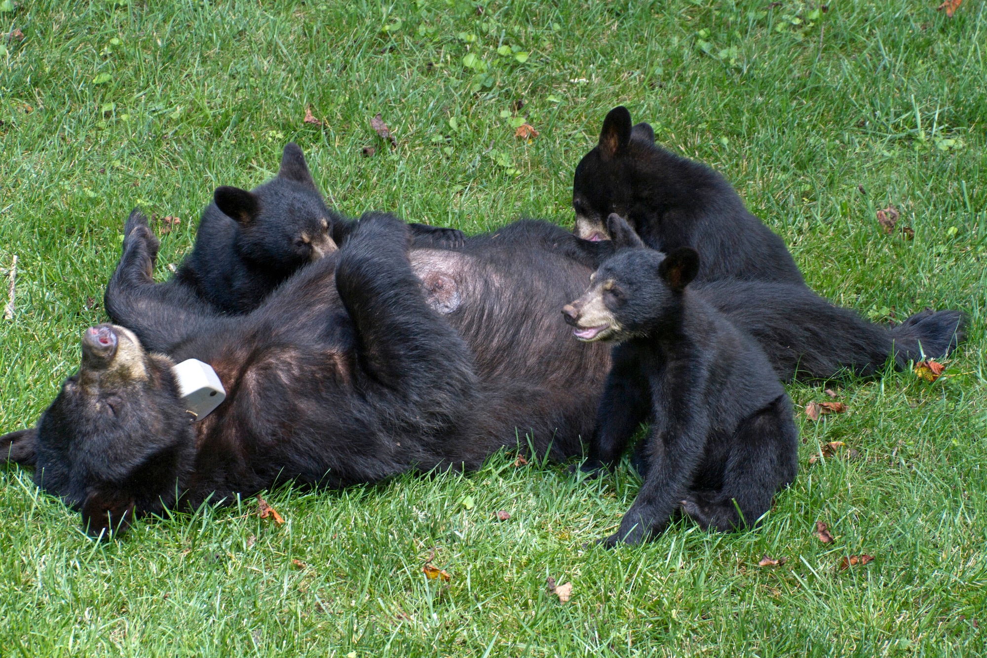 Curious Nature: A Mother’s Day in nature | VailDaily.com